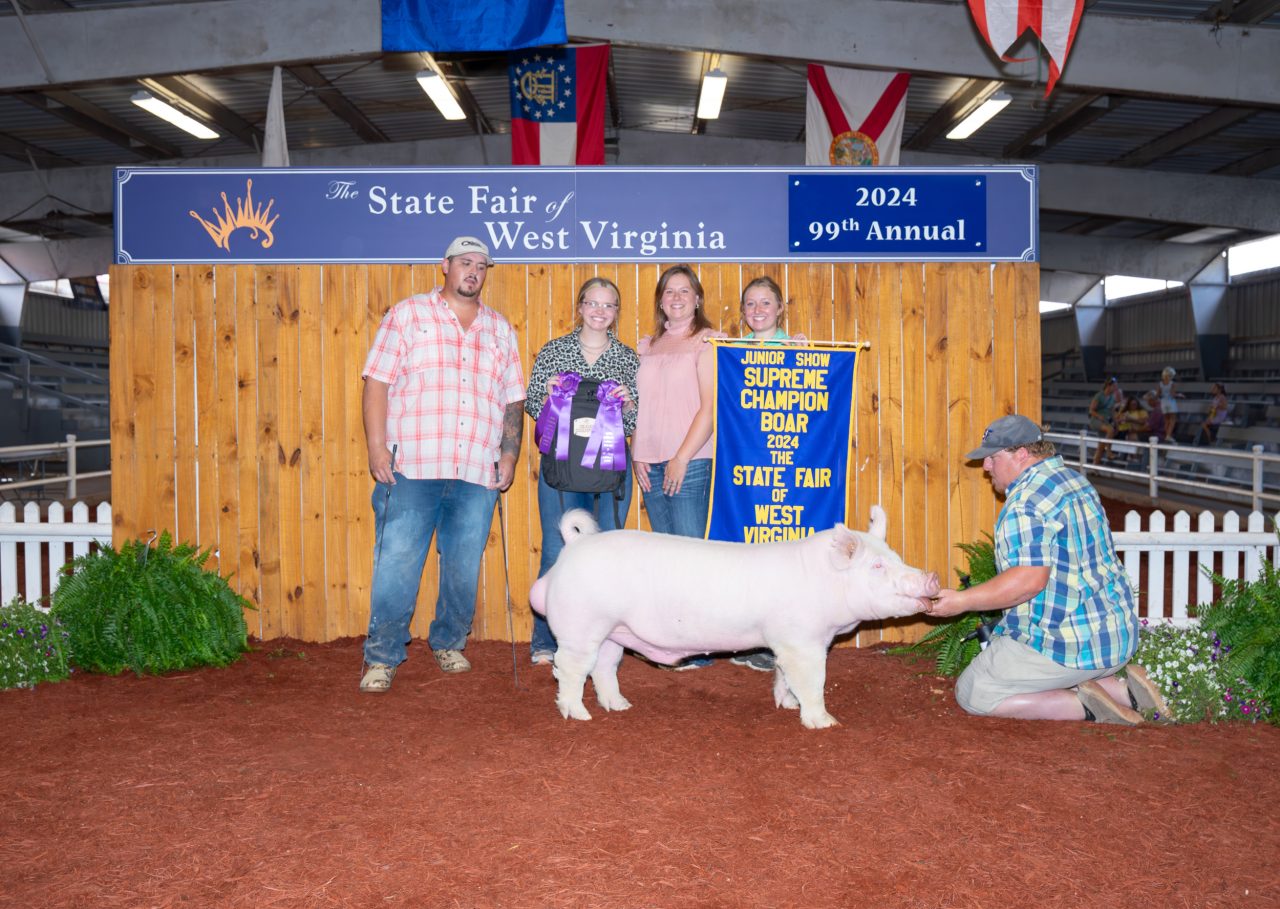 Pig Winners - Formula of Champions