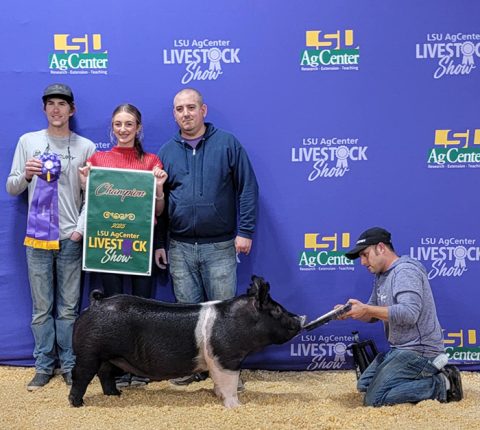 Pig Winners - Formula of Champions