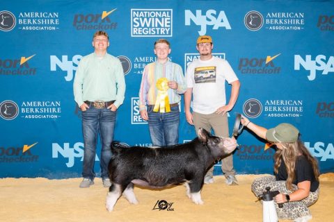 Pig Winners - Formula of Champions